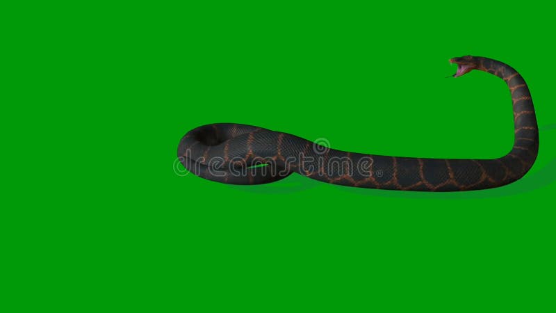 Snake Premium Quality Green Screen 4k Bacground Stock Video - Video of ...