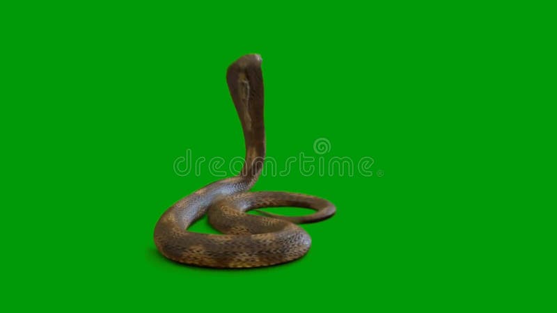 Snake Premium Quality Green Screen 4k Bacground Stock Video - Video of ...
