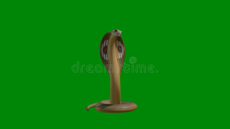 Snake Premium Quality Green Screen 4k Bacground Stock Video - Video of ...