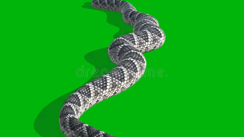 Snake Premium Quality Green Screen 4k Bacground Stock Video - Video of ...