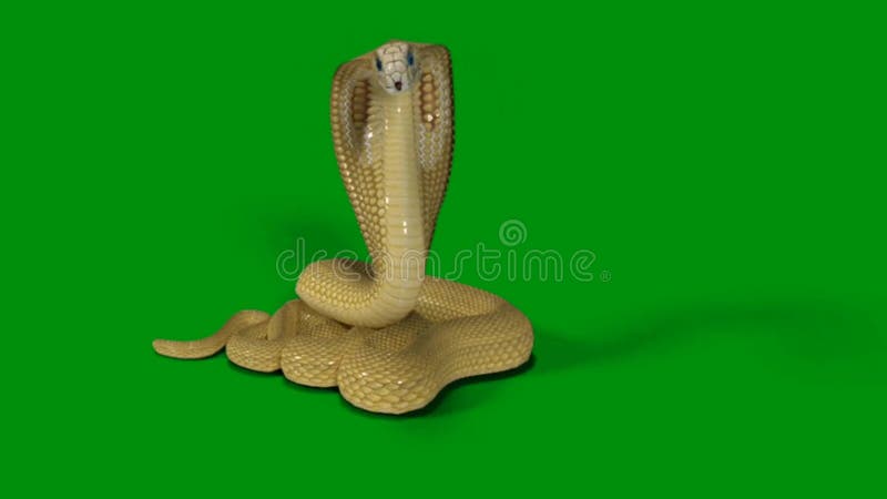 Snake Premium Quality Green Screen 4k Bacground Stock Footage - Video ...