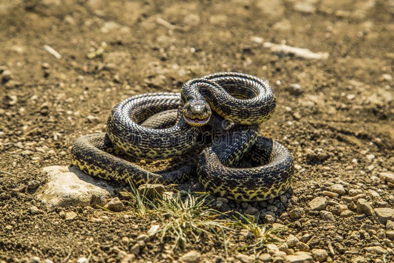 Snake preparing to throw stock photo. Image of poloz - 136620370