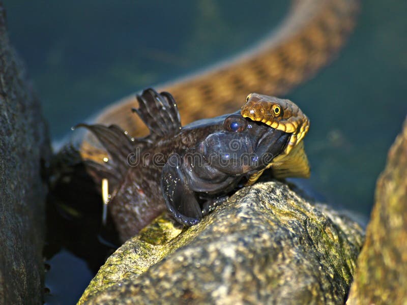The snake with the prey. stock image. Image of wild, water - 73961239