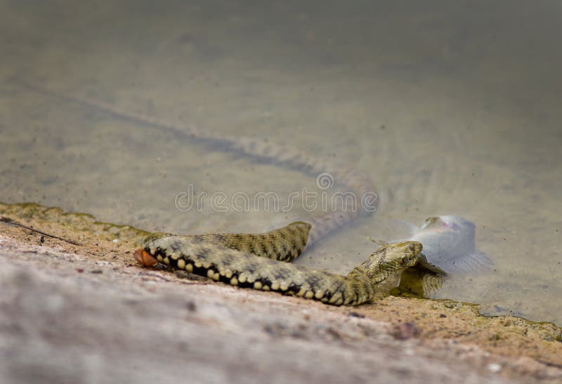 Snake with prey stock photo. Image of aquatic, danger - 43276184
