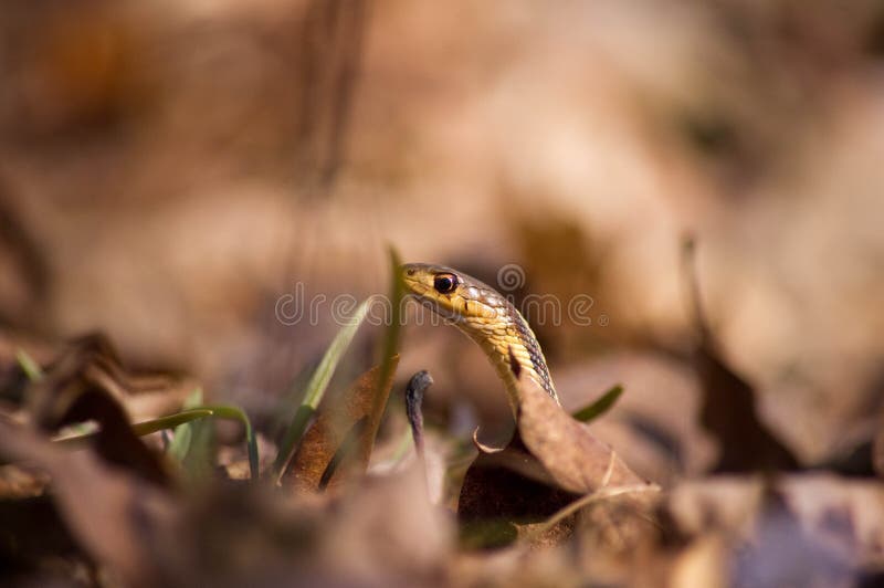 Snake profile stock photo. Image of snake, creepy, tongue - 70668474