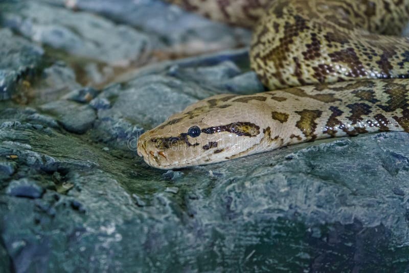 481 Python Stone Stock Photos - Free & Royalty-Free Stock Photos from ...