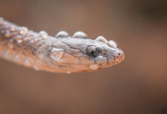 Snake in the Rain stock image. Image of snake, nature - 390624929