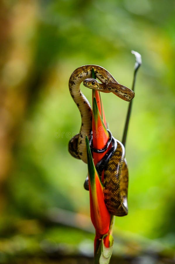 Snake in a Rainforest - Tree Boa Constrictor Snake, Corallus Hortulanus ...