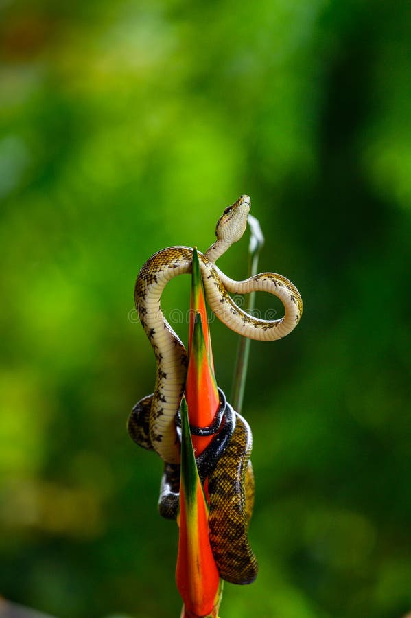 Snake in a Rainforest - Tree Boa Constrictor Snake, Corallus Hortulanus ...