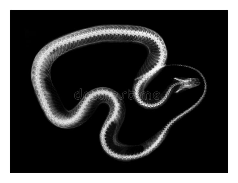 Snake X-ray stock image. Image of rattle, rattler, health - 1200755