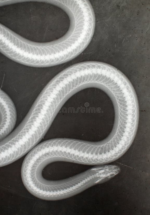Snake X Ray stock photo. Image of detail, education, garden - 21038838