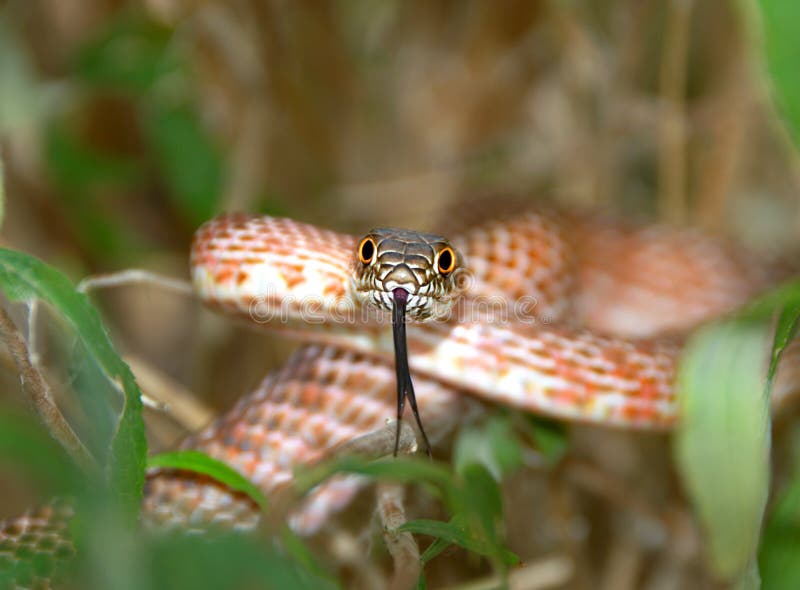 Snake ready to strike stock photo. Image of danger, tongue - 4545208