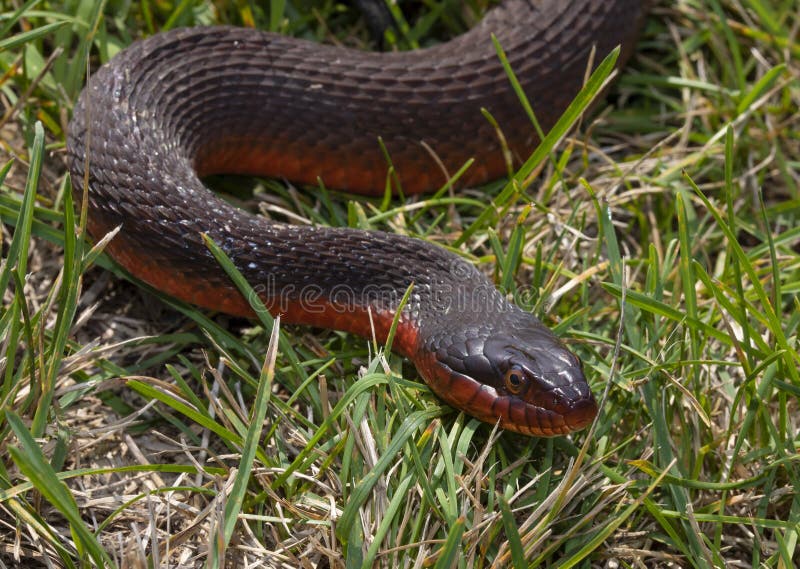 Snake Moving through the Grass Stock Image - Image of eyes, watersnake ...