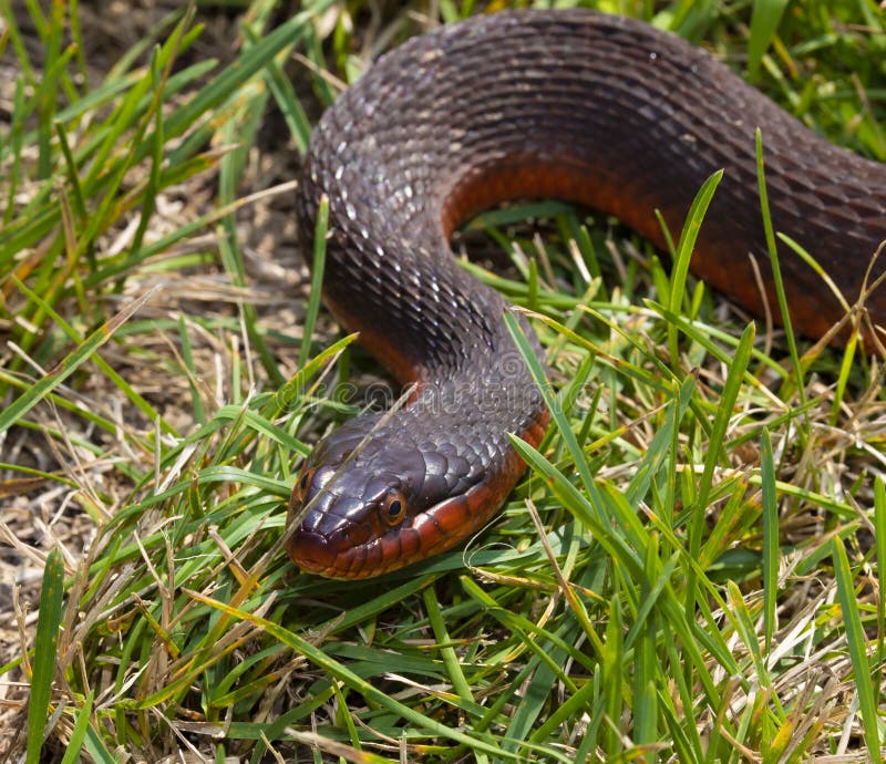 Snake Coming Toward the Camera Stock Photo - Image of grey, north ...