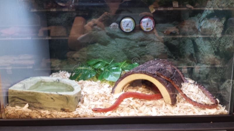 Snake stock image. Image of eyes, hermit, dragon, shell - 49356031