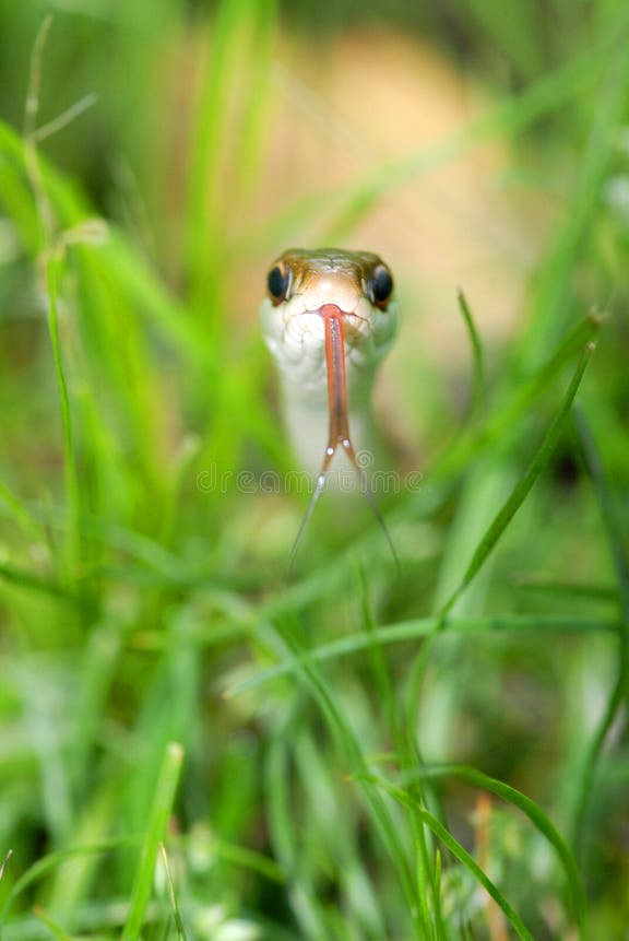Snake reptile stock image. Image of bite, stare, slither - 2334355