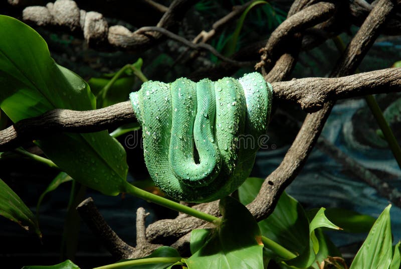 Snake resting on branch stock image. Image of dangerous - 8181377