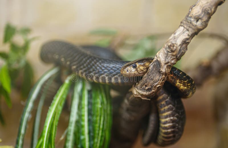 Snake resting stock photo. Image of serpent, wildlife - 242491650