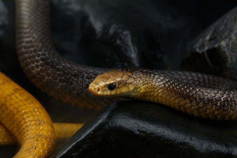 Snake Resting among Rocks stock photo. Image of wildlife - 341164702