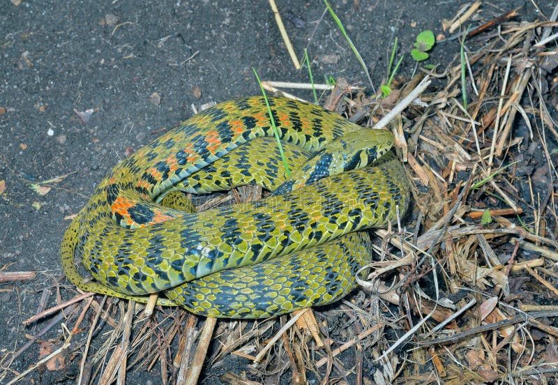 Snake (Rhabdophis Tigrina) 17 Stock Image - Image of scales, innocuous ...