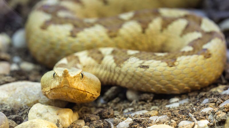 162 Snake Rhino Stock Photos - Free & Royalty-Free Stock Photos from ...