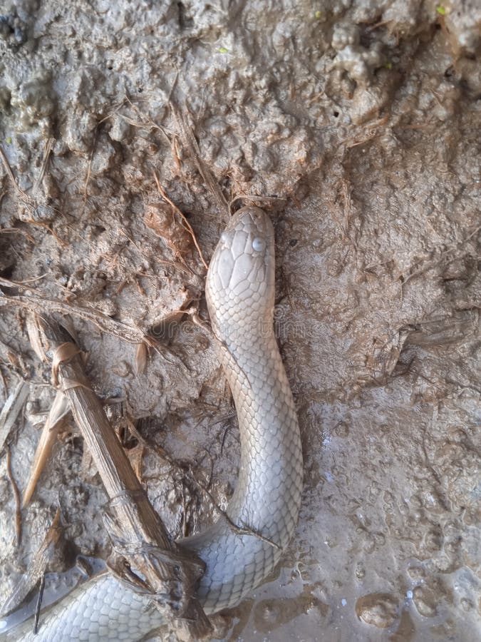 Creepinganimal Stock Photos - Free & Royalty-Free Stock Photos from ...