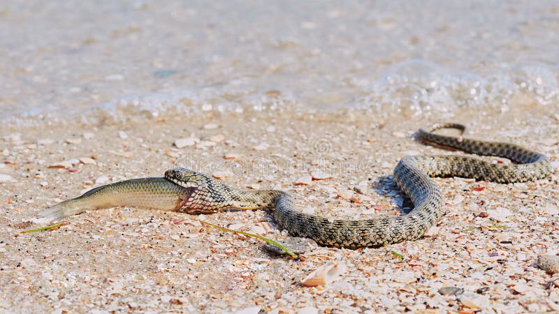 Natrix Natrix, Reptile Also Called Water Snake Stock Photo - Image of ...