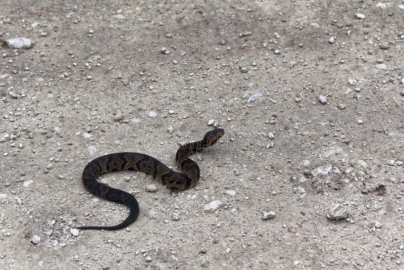 A Snake on the Road in the Everglades, Monroe County Stock Photo ...