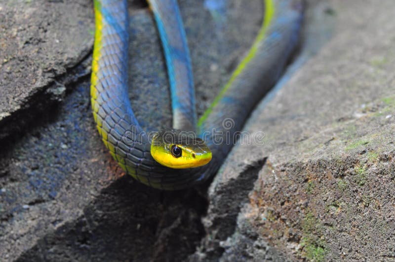 Snake on a rock stock image. Image of black, color, slither - 11268761