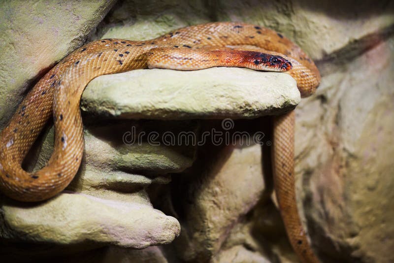 Snake on a rock stock photo. Image of venom, poisonous - 34029510