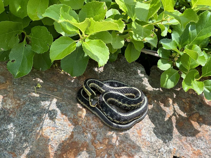 Snake on a rock stock photo. Image of warming, snake - 281958506