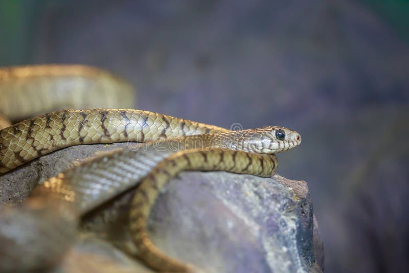 Snake Pounce Stock Photos - Free & Royalty-Free Stock Photos from ...