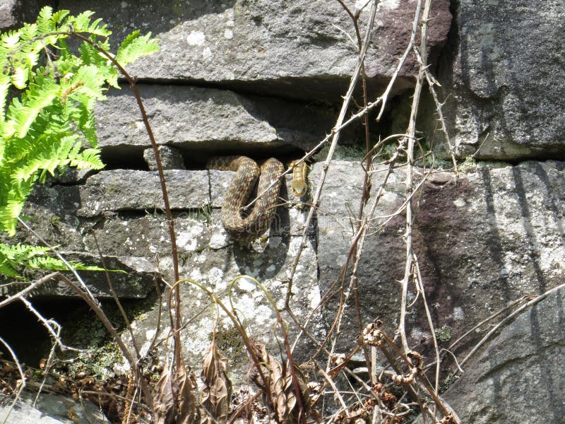 Snake on a rock wall stock photo. Image of forest, summertime - 81767422