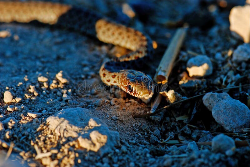 Snake on Rocks during Sunset Stock Image - Image of slithers, creature ...