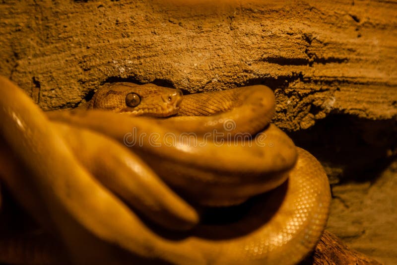 Snake rolled into a ball stock image. Image of rattlesnake - 94085965