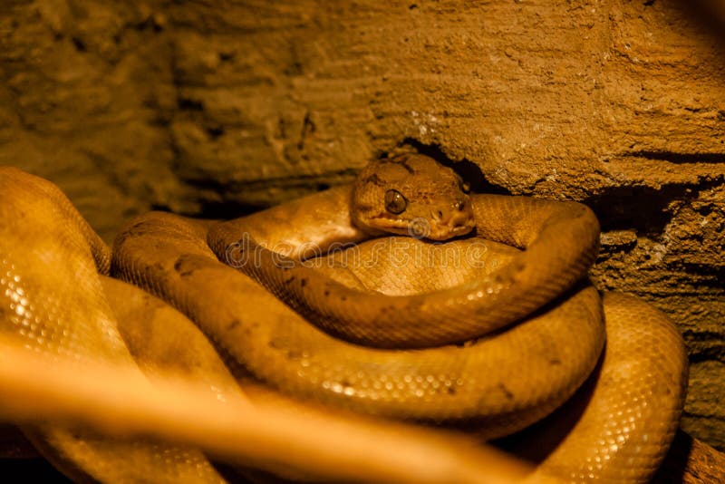 Snake rolled into a ball stock image. Image of poisonous - 94085987