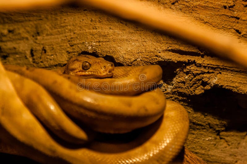 Snake rolled into a ball stock image. Image of nature - 94086013