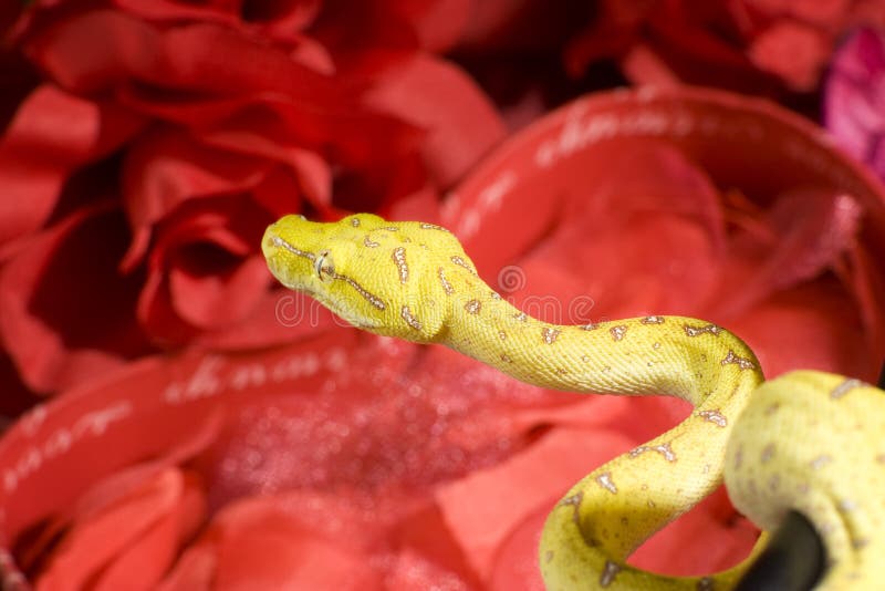 Snake and Red Roses Flowers. Watercolor Design for Gothic Tattoo Stock ...