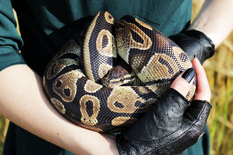 Snake Royal Python, or Ball Python Python Regius Hangs Around the Girl ...