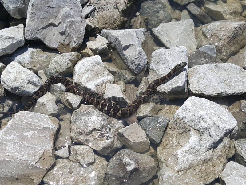 464 Fat Snake Stock Photos - Free & Royalty-Free Stock Photos from ...