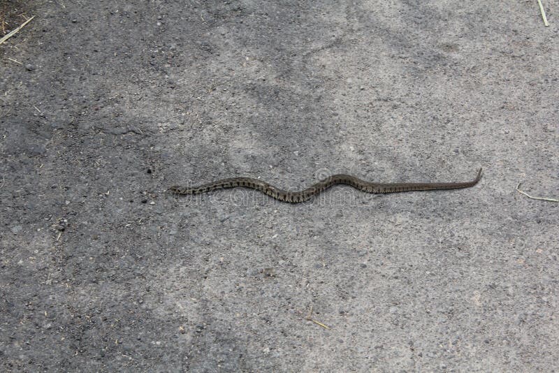 Snake Run into Ricefield by the Road Stock Image - Image of lizard ...