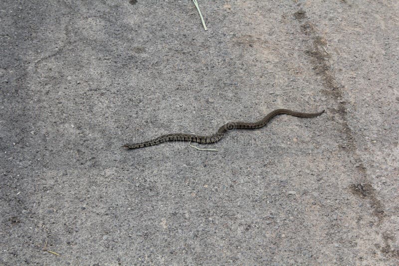 Snake Run into Ricefield by the Road Stock Image - Image of wildlife ...