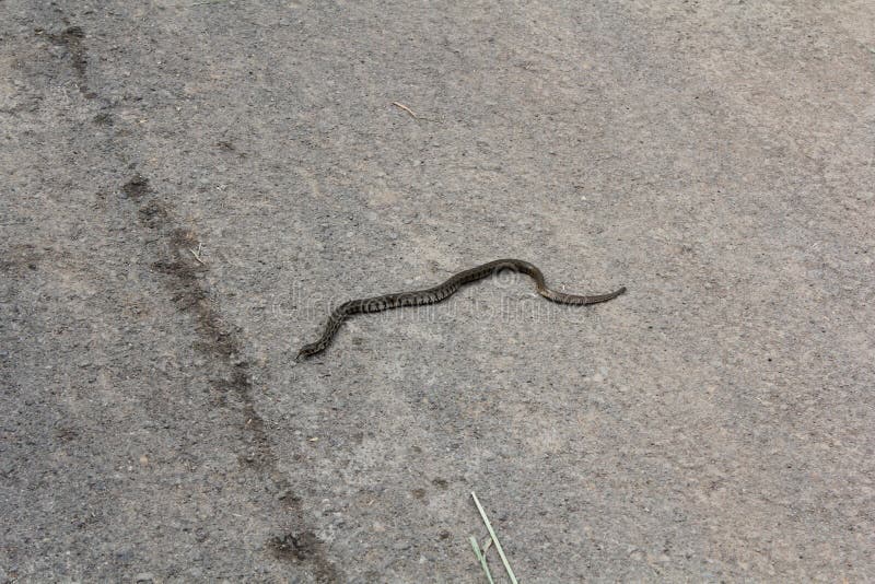 Snake Run into Ricefield by the Road Stock Image - Image of road ...