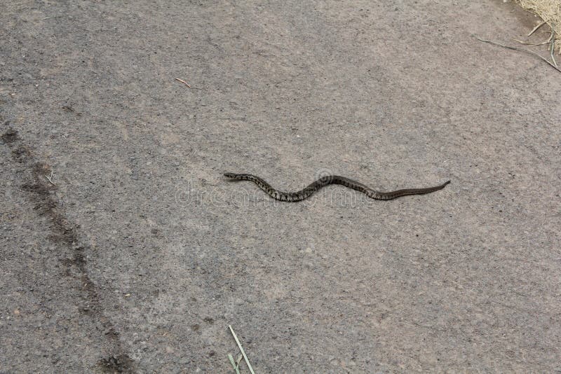 Snake Run into Ricefield by the Road Stock Image - Image of amphibian ...