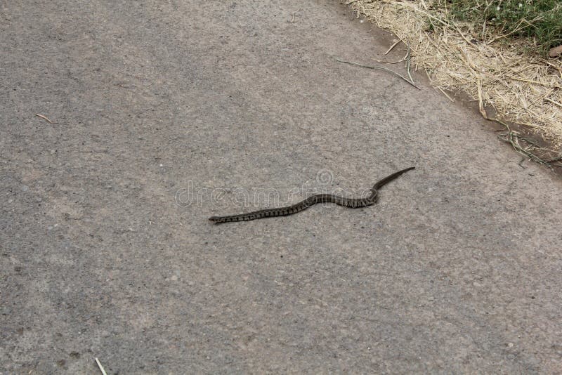 Snake Run into Ricefield by the Road Stock Photo - Image of sand ...