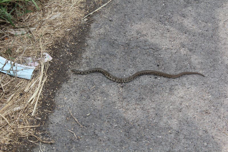 351 Snake Run Stock Photos - Free & Royalty-Free Stock Photos from ...