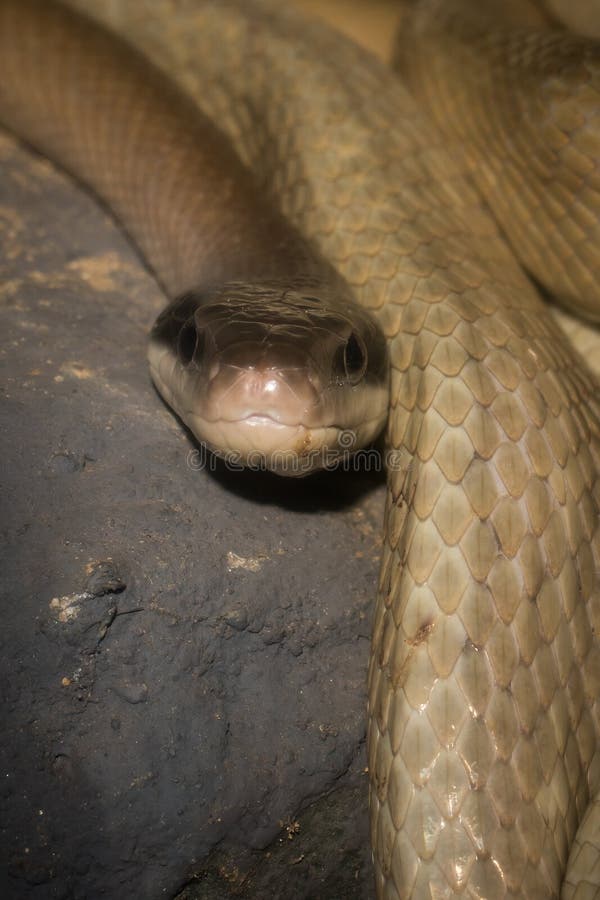 Snake s head stock image. Image of animal, asia, habitat - 63813909