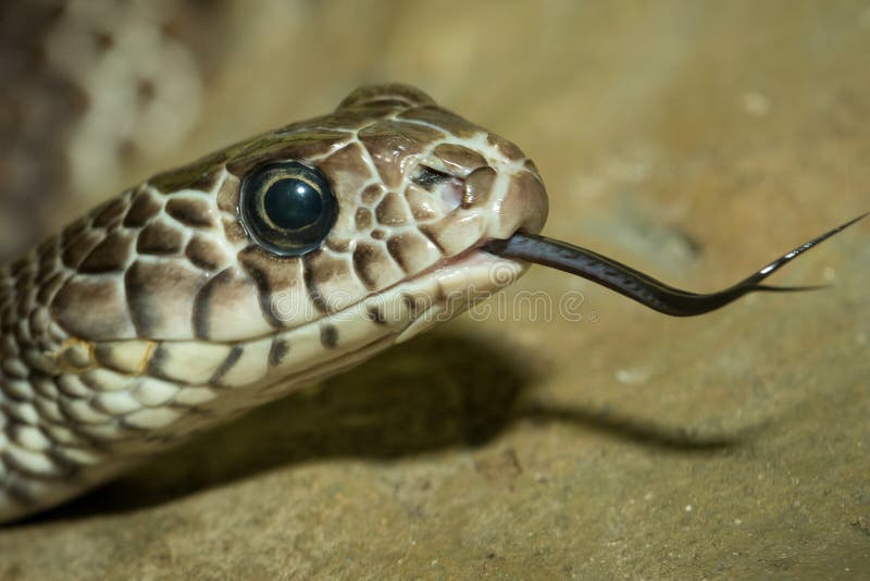 Snake s head stock image. Image of animal, asia, habitat - 63813909