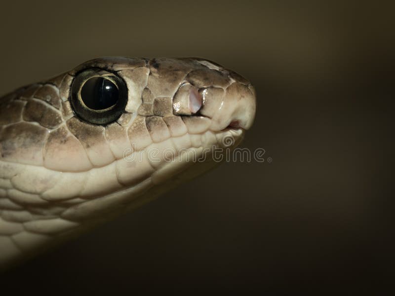 Snake s head stock image. Image of asia, looking, pattern - 70815993