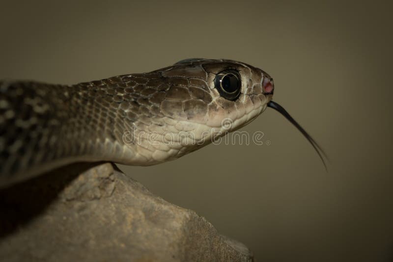 Snake s head stock photo. Image of ptyas, adder, fauna - 70816078